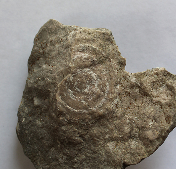 Křída :: Fossil-alma-ostatni-periody