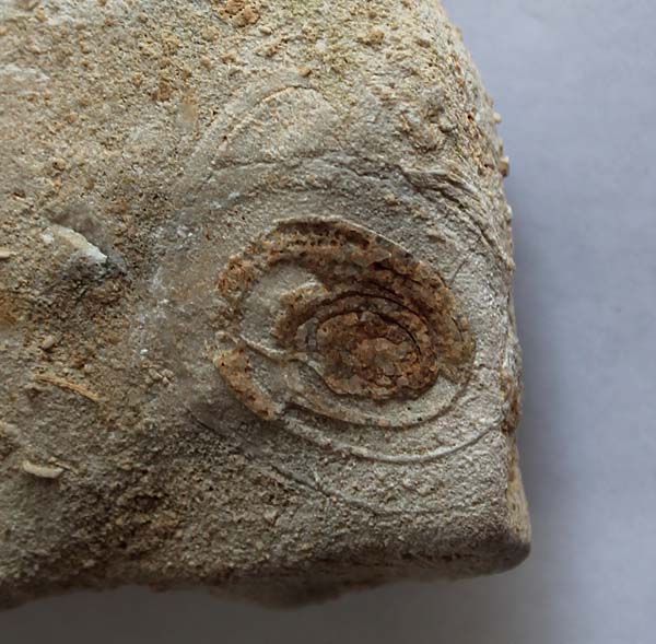 Křída :: Fossil-alma-ostatni-periody