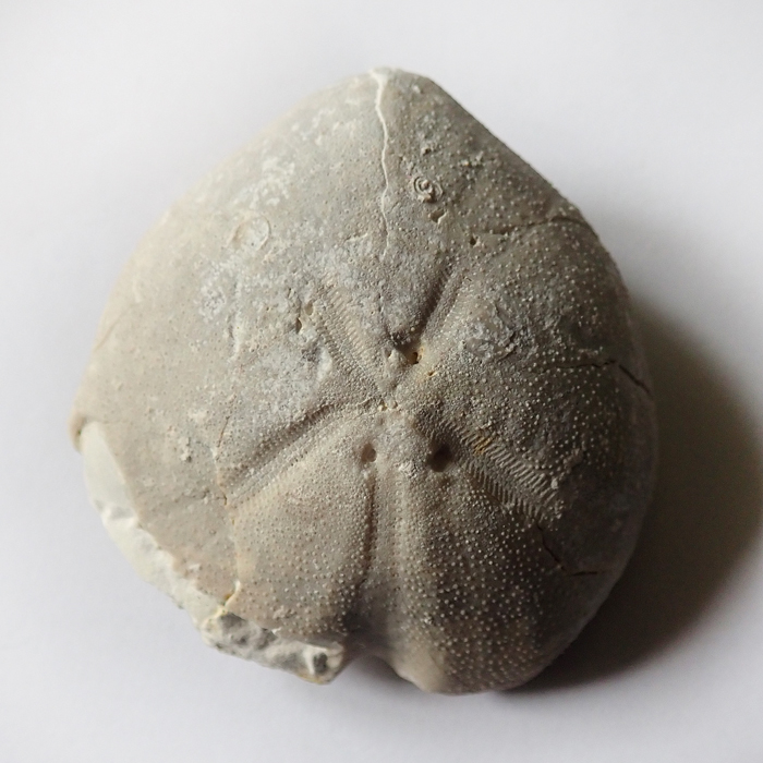 Křída :: Fossil-alma-ostatni-periody